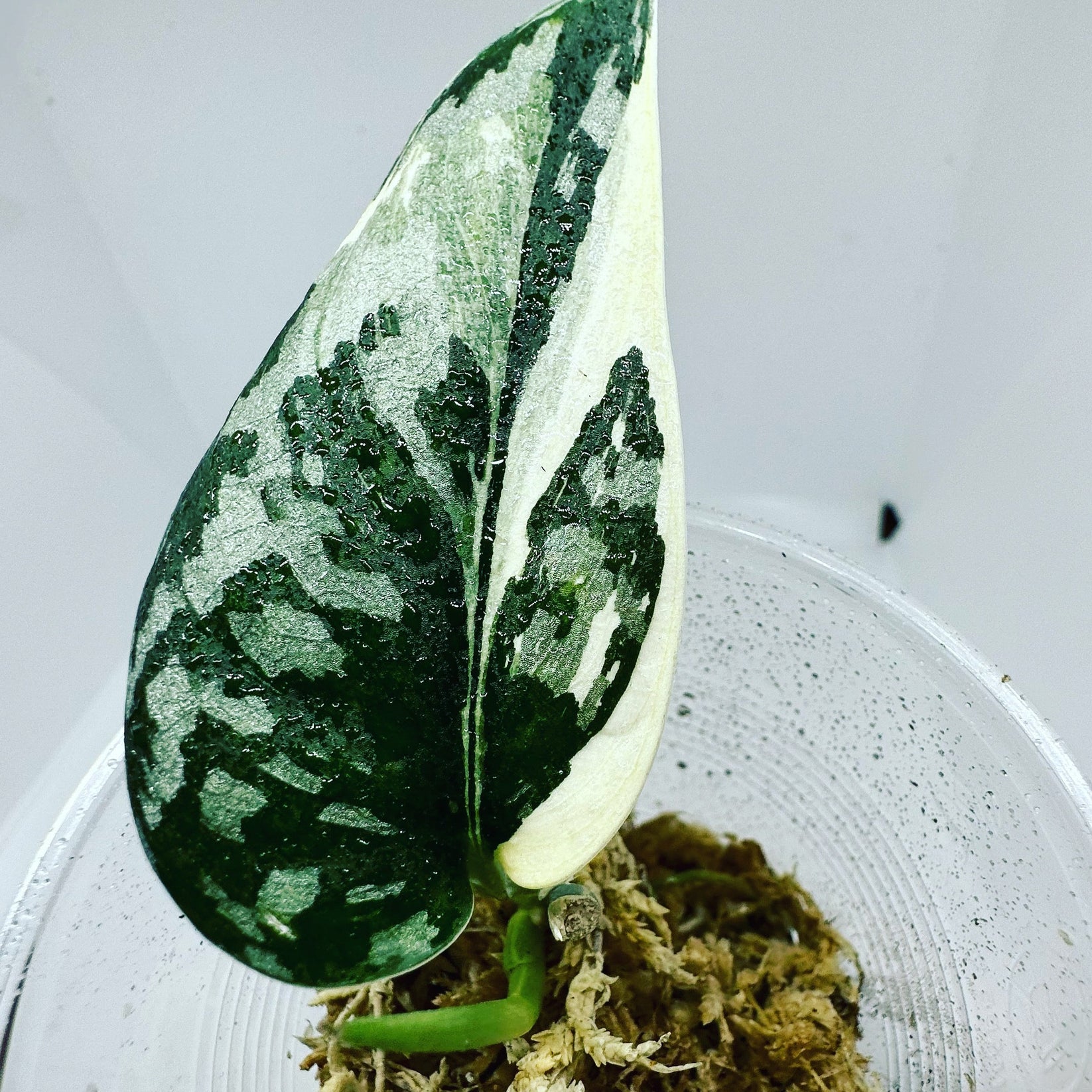 Super Scindapsus pictus Mayari variegata – Sagas Rare Plants